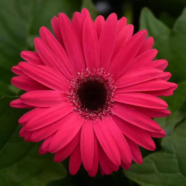 Gerbera Mega Rev. Rose Brt Drk Eye (500S.S) – Flower Seeds India