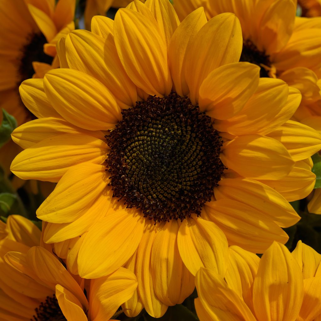 Sunflower – Flower Seeds India