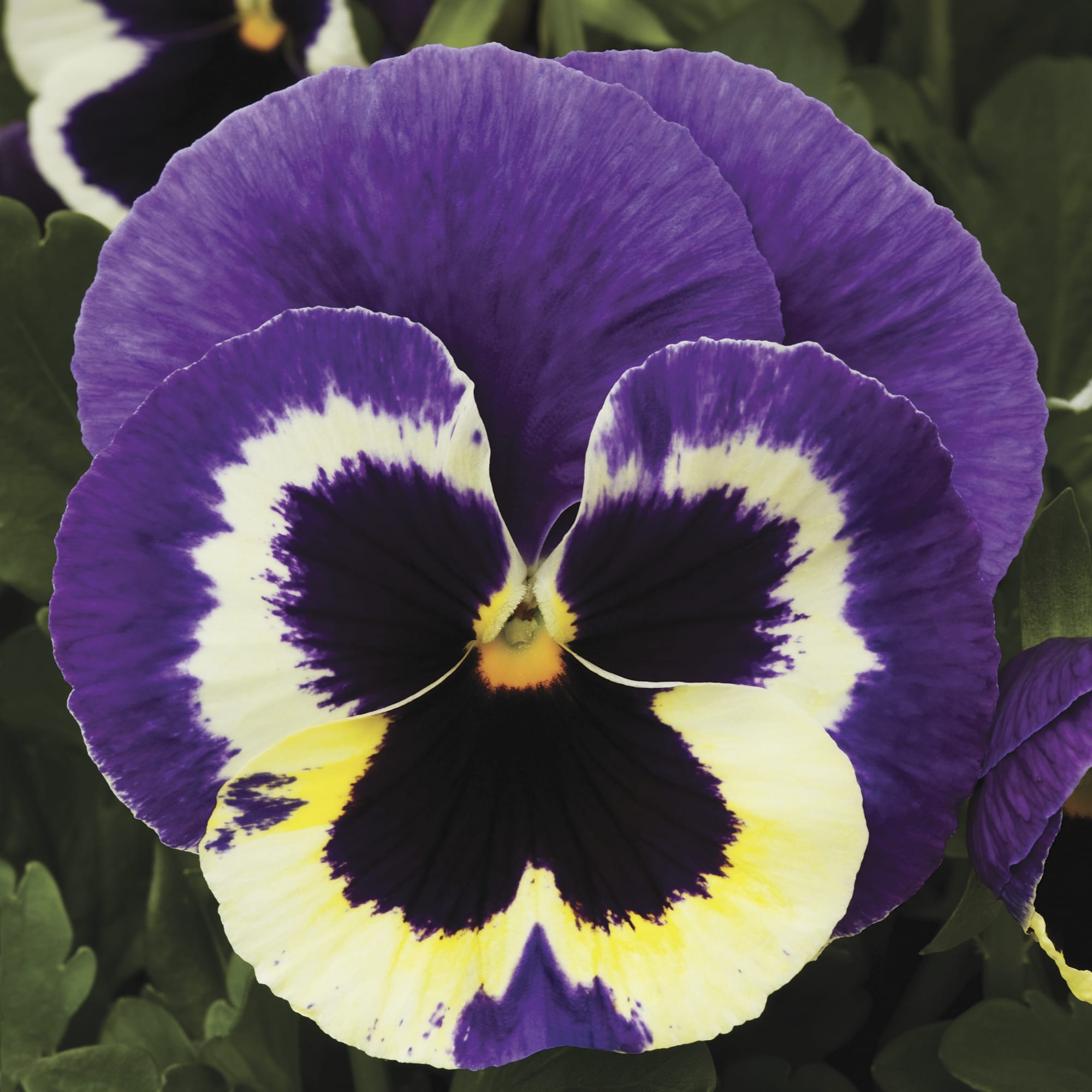 Pansy Colossus Tricolor(1000S.S.) – Flower Seeds India
